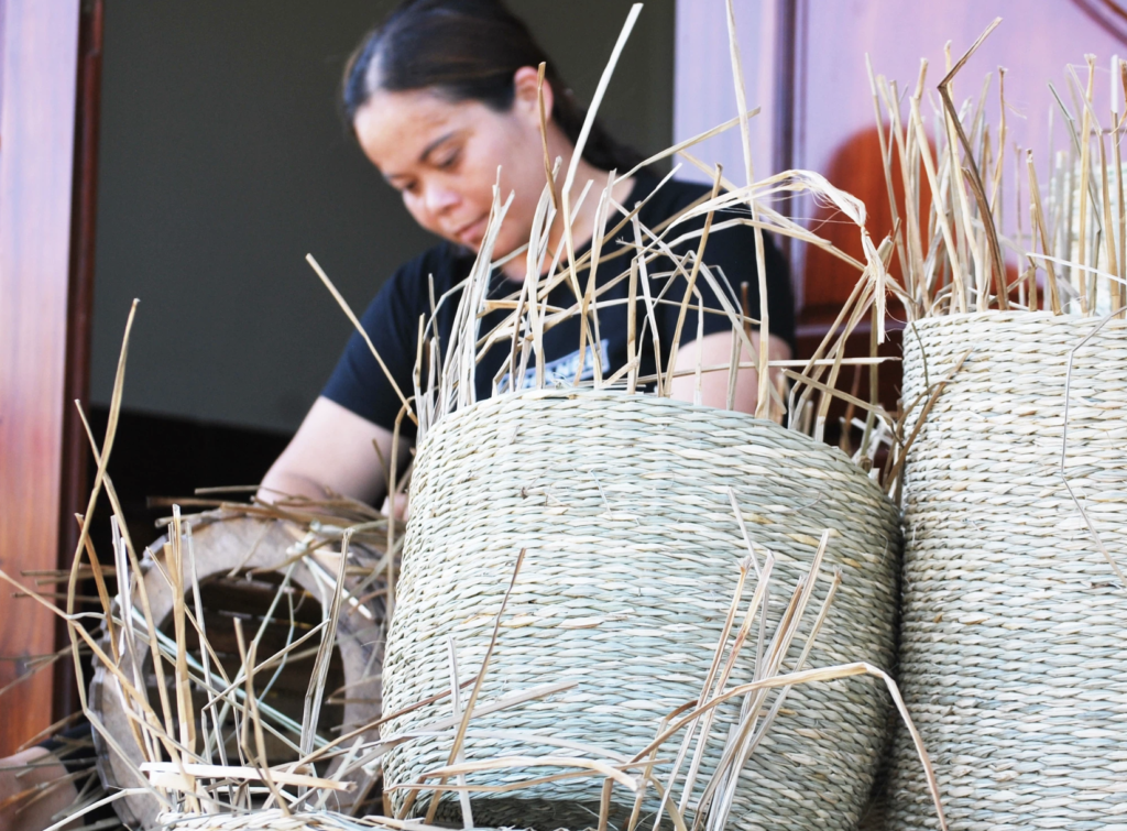 Sự khác nhau giữa cói và lục bình và cách phân biệt chúng