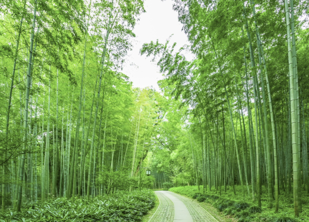 Các loại tre phổ biến ở Việt Nam