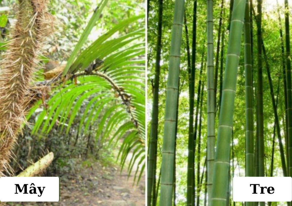Sự khác biệt giữa tre và mây khi được sử dụng để làm đèn chiếu sáng là gì?